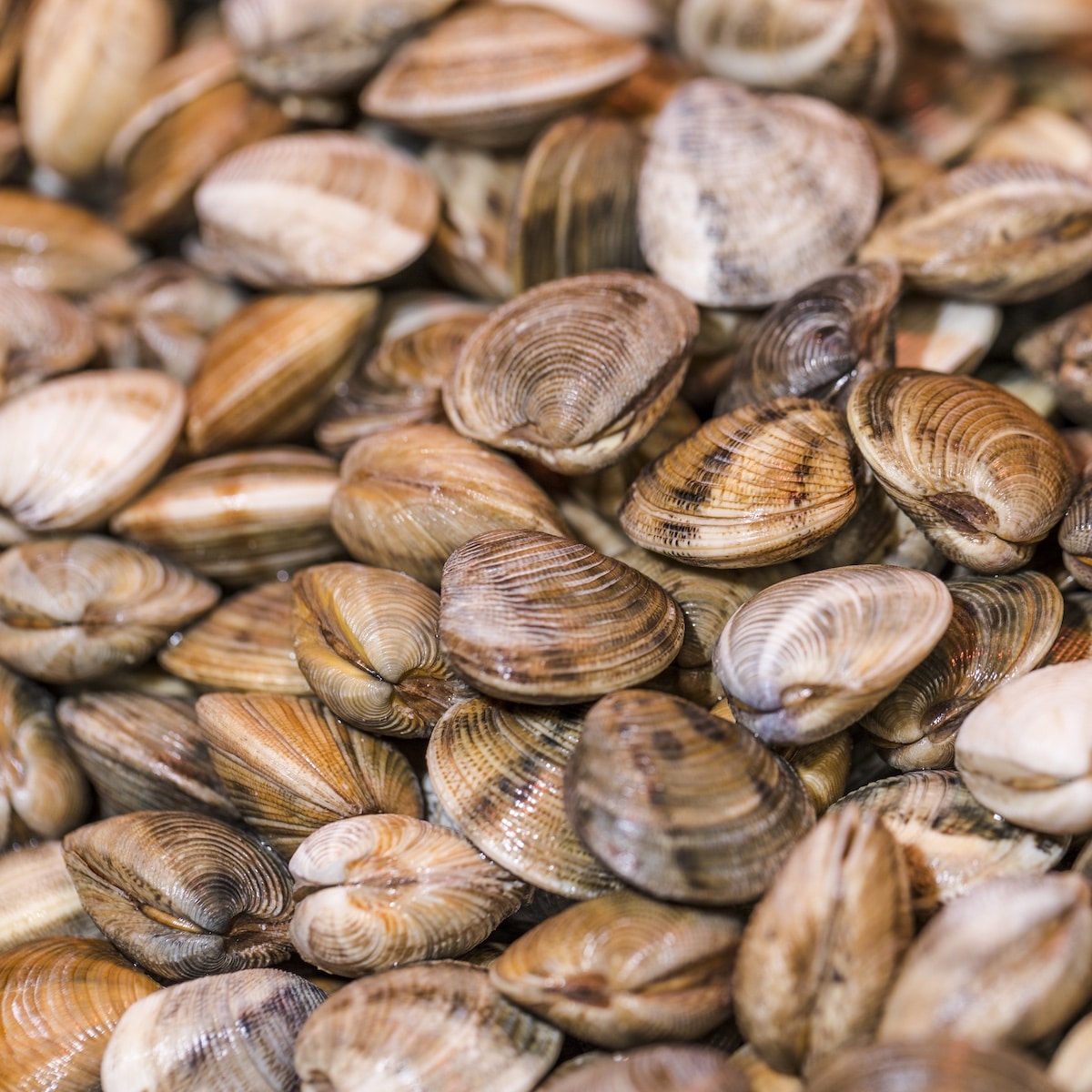 How To Store Clams: Top Tips - The Chow Train